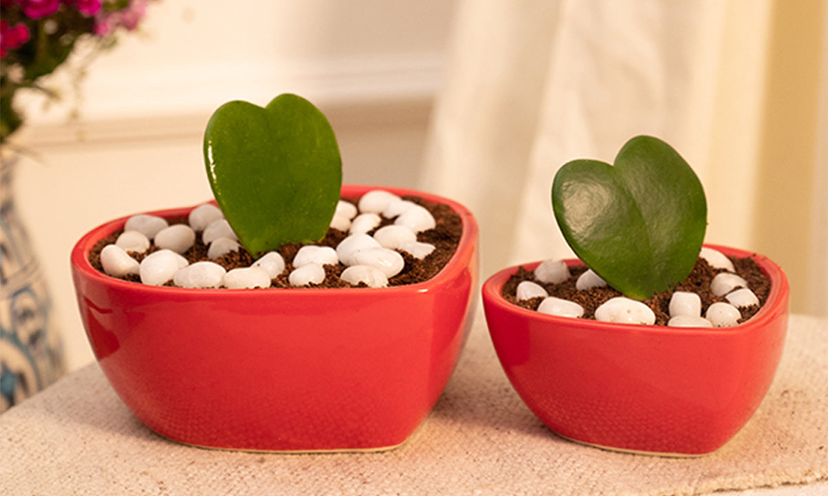 Couple Plants: Matching Green Companions for You & Your Partner