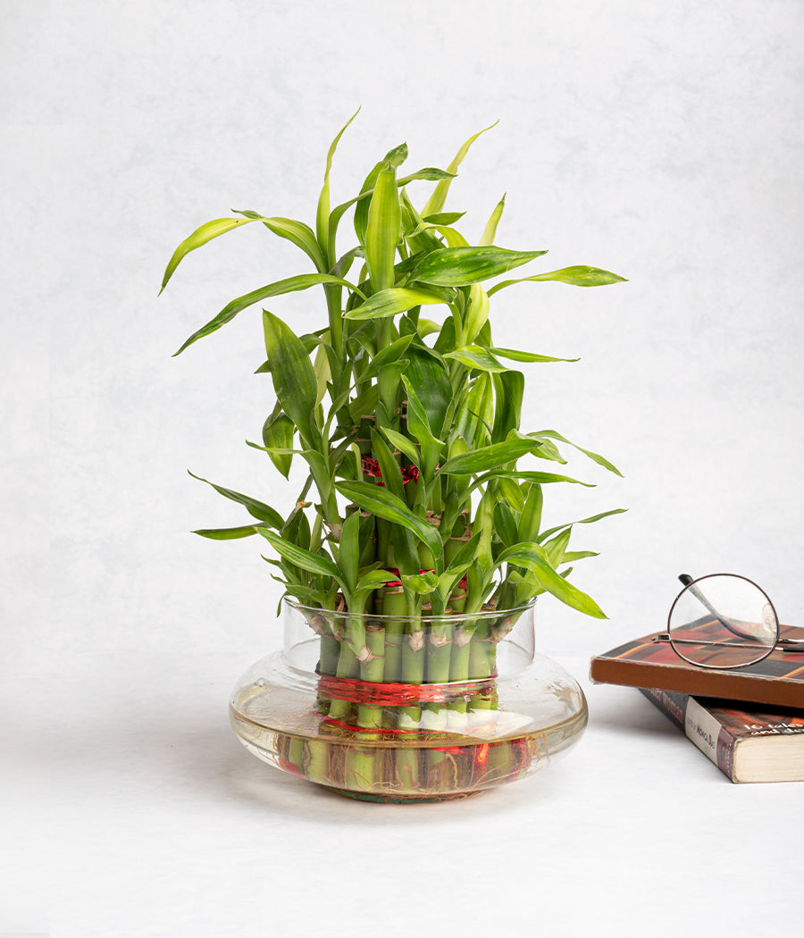 Buy Lucky Bamboo 3 Layers Indoor Plant Online | Indoor Plant