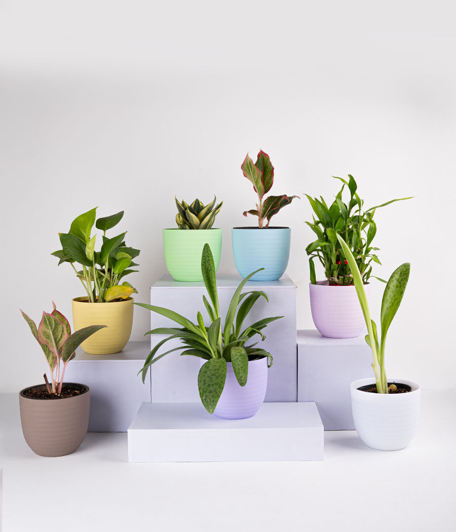 Buy Pastel Planters - Set of 7 Plants | Indoor Plants Online – Aravalii