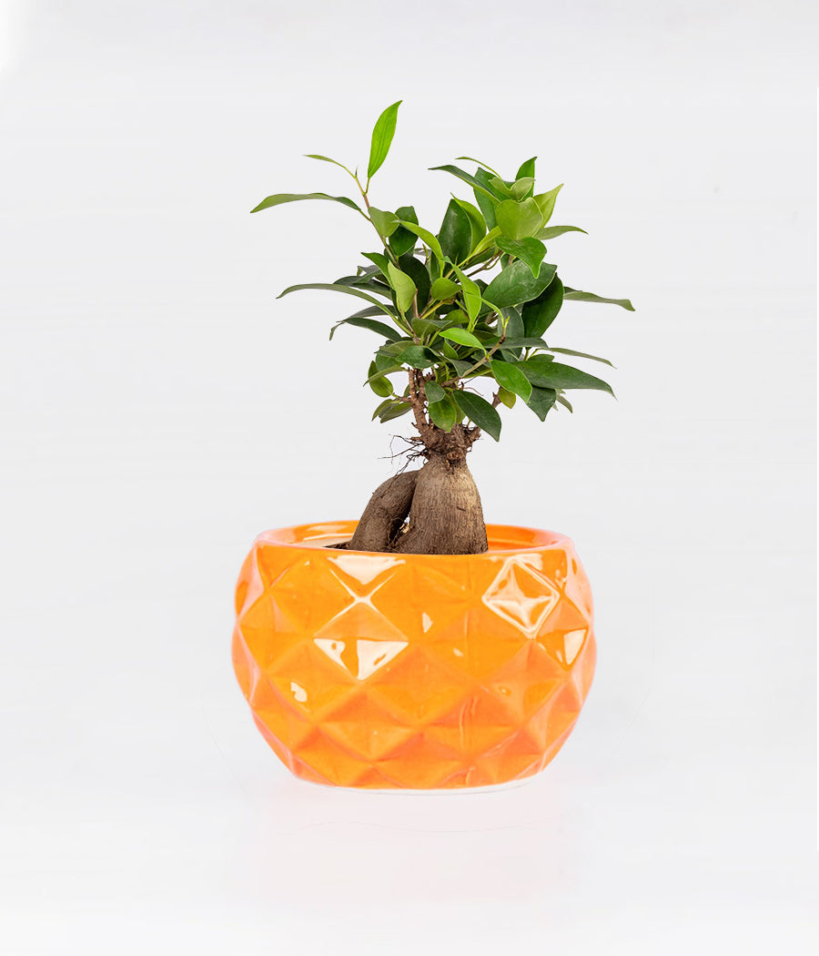 Buy Ficus Bonsai Plant In Diamond Cut Orange Ceramic Planter | Get 15% OFF