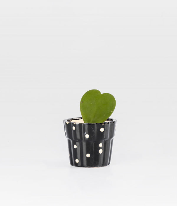 Hoya Heart Plant In Hear Shaped Ceramic Pot