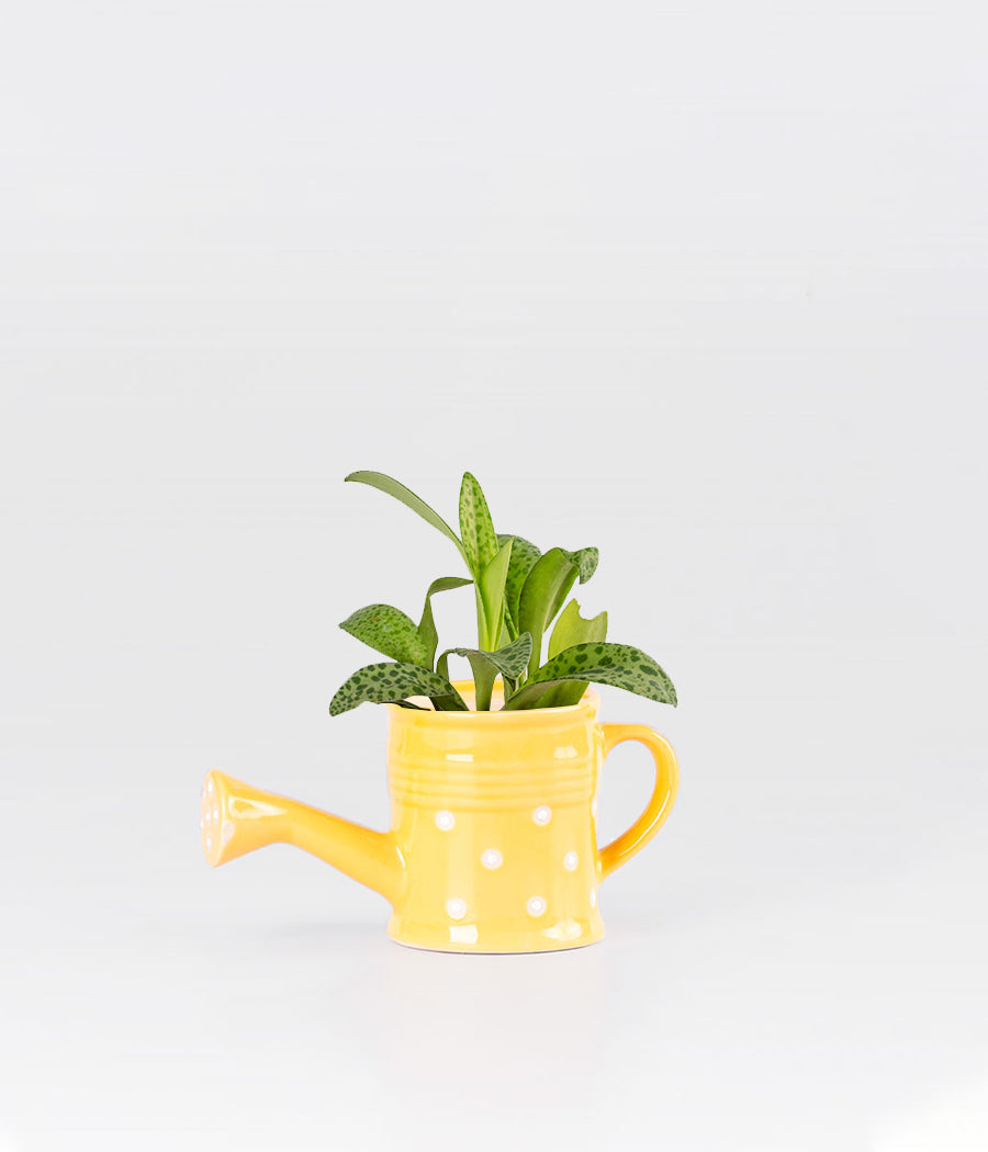 Buy Cecilia Plant In Yellow Watering Can Ceramic Planter | Get 15% OFF