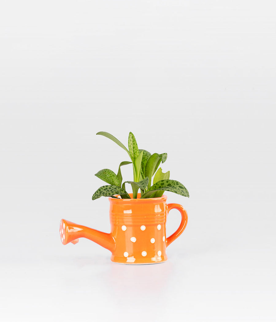 Buy Cecilia Plant with Planter | Indoor Plants Online