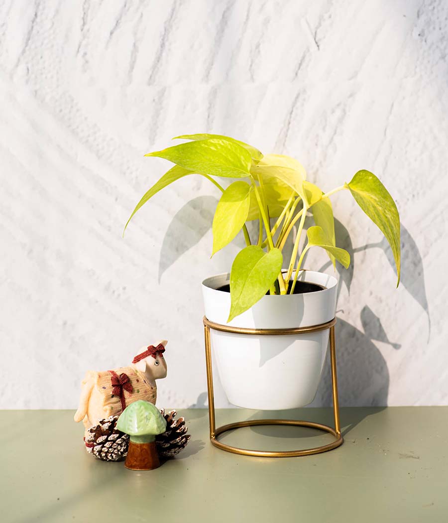 Single Mini Desk Planter With Golden Stand