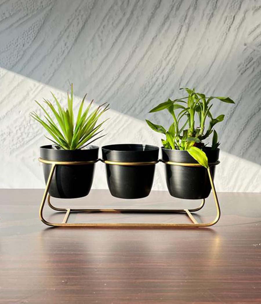 Buy Desktop Planter Online at Best Price - Aravalii