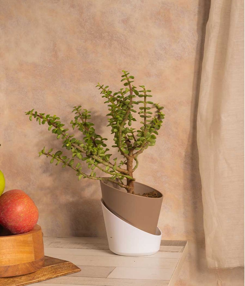 Buy Jade Plant in Self Watering Planter Online | Indoor Plants